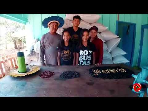 Instituição amazônica realiza estudos pra ampliar o cultivo de café ...